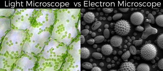 Light Microscope vs Electron Microscope: 7 Main Differences