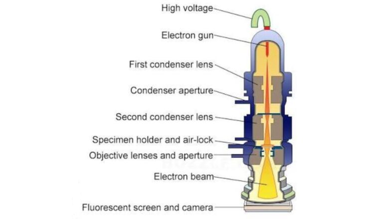 Light Microscope vs Electron Microscope: 7 Main Differences