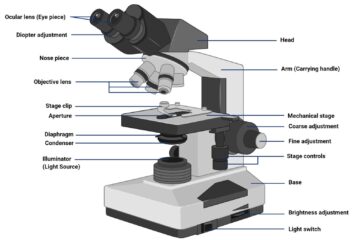 Light Microscope vs Electron Microscope: 7 Main Differences