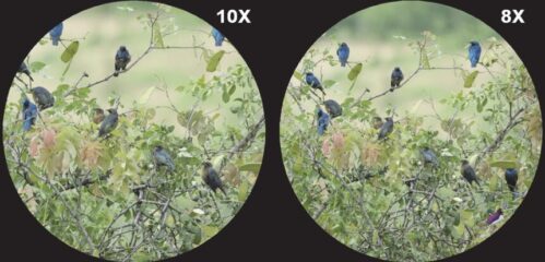8x42 vs 10x42: Compare and Decide!